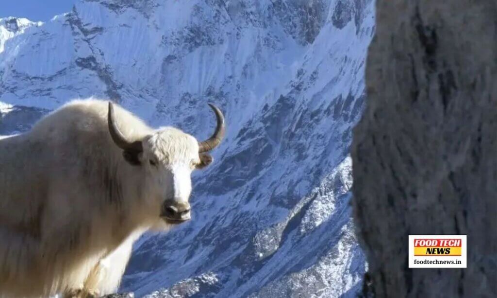 FSSAI approved Himalayan Yak as a Food Animal - Food Tech NEWS